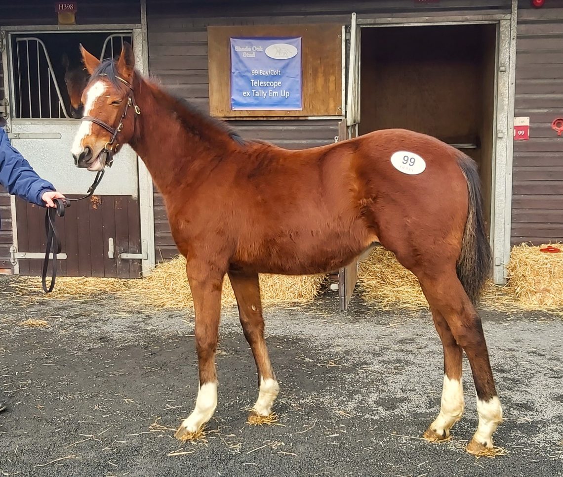 TALLY EM UP – Eskdale Thoroughbreds